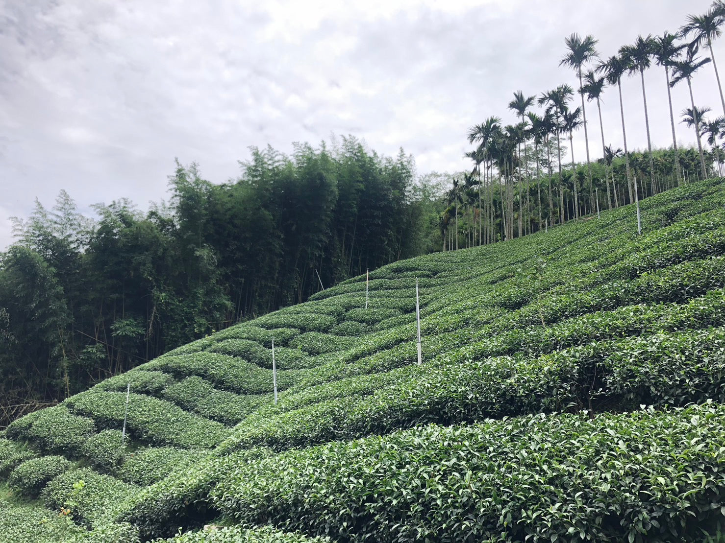 Taiwan Alishan High Mountain Tea Collection – Trans Pacific Tea