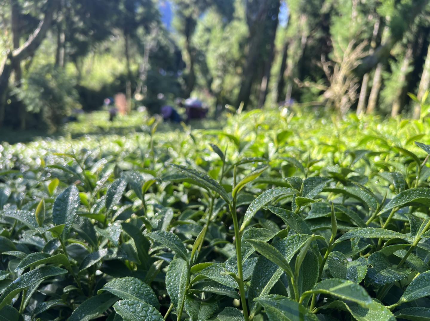 Trans Pacific Tea is 100% Taiwanese