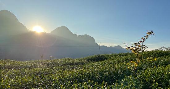 Shop Premium Taiwan Teas Online | Trans-Pacific Tea#N# – Trans Pacific Tea